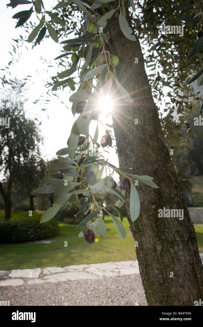 Olives tree garda hi-res stock photography and images - Alamy