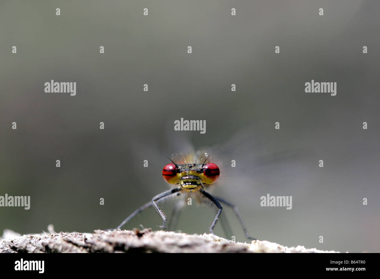 Damselfly face hi-res stock photography and images - Alamy