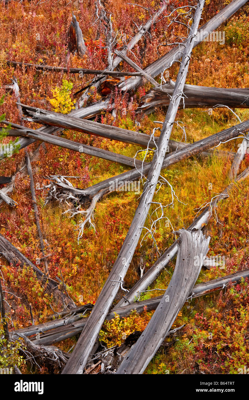 Yellowstone National Park WY: Weathered windfall trees on the Blacktail ...