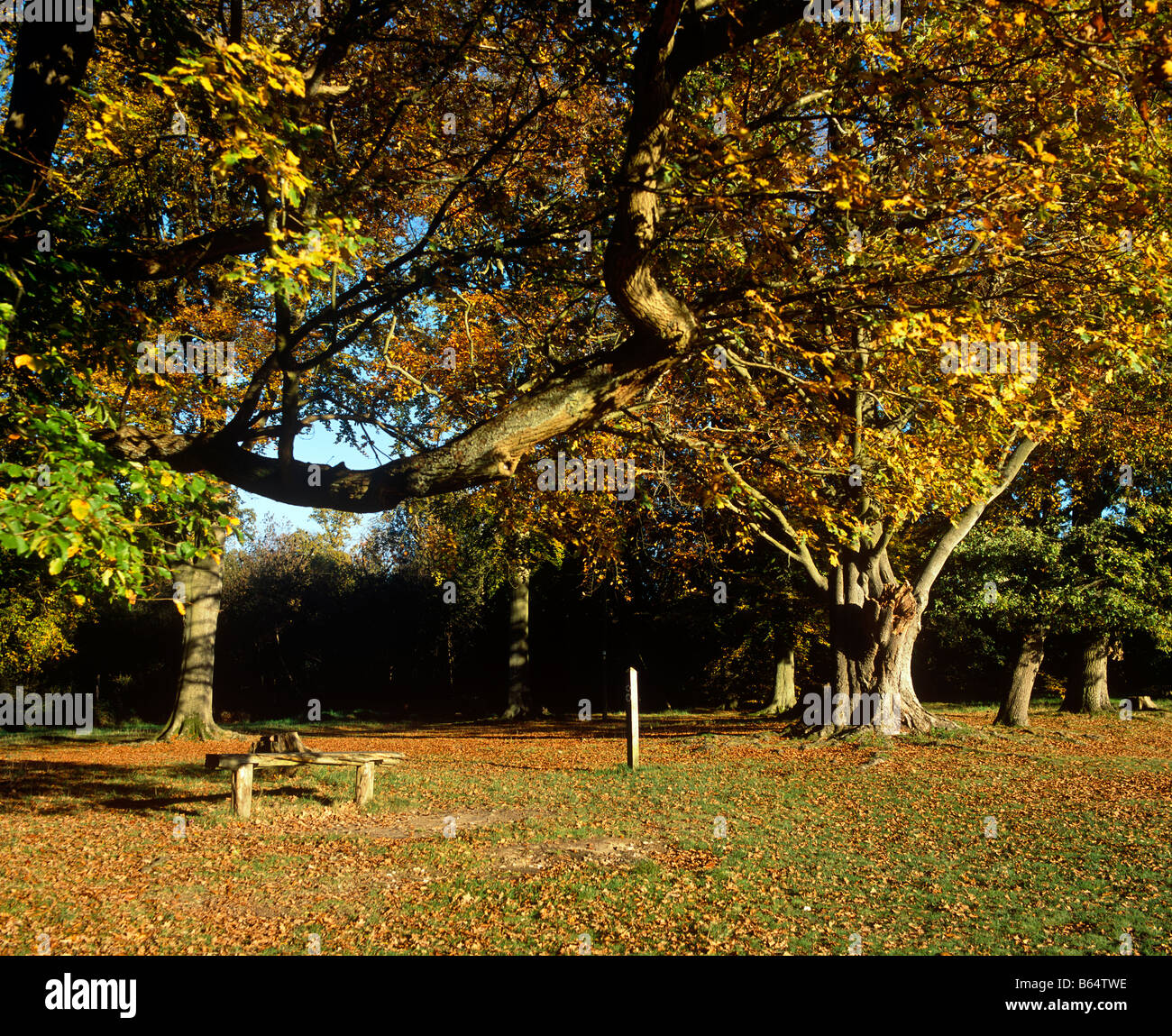 Autumn Trees Surrey U.K. Europe Stock Photo - Alamy