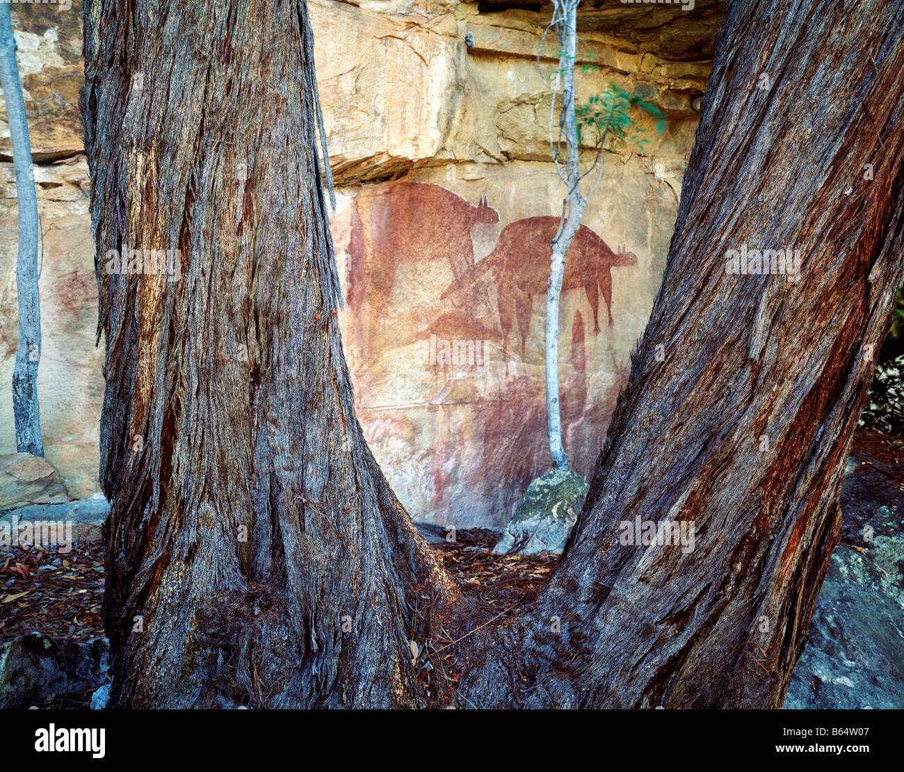 Wallaroos large extinct mammal Aboriginal rock art Cape York Peninsula ...