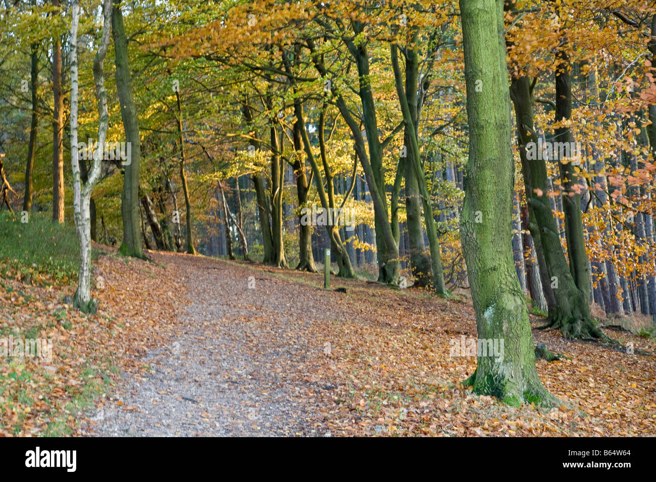 Pathway covered with leaves hi-res stock photography and images - Alamy