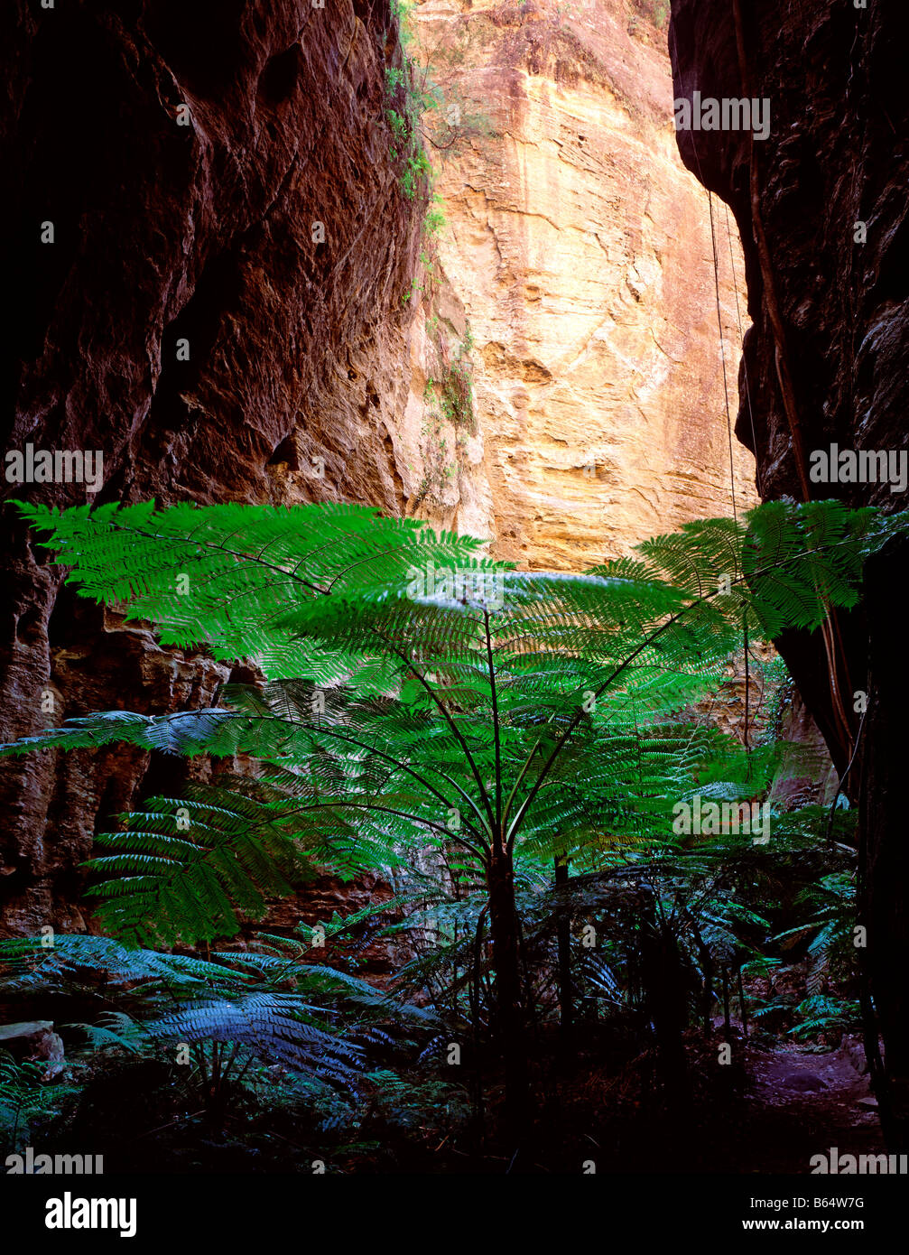Rare king ferns in a slot canyon Carnarvon National Park Queensland ...