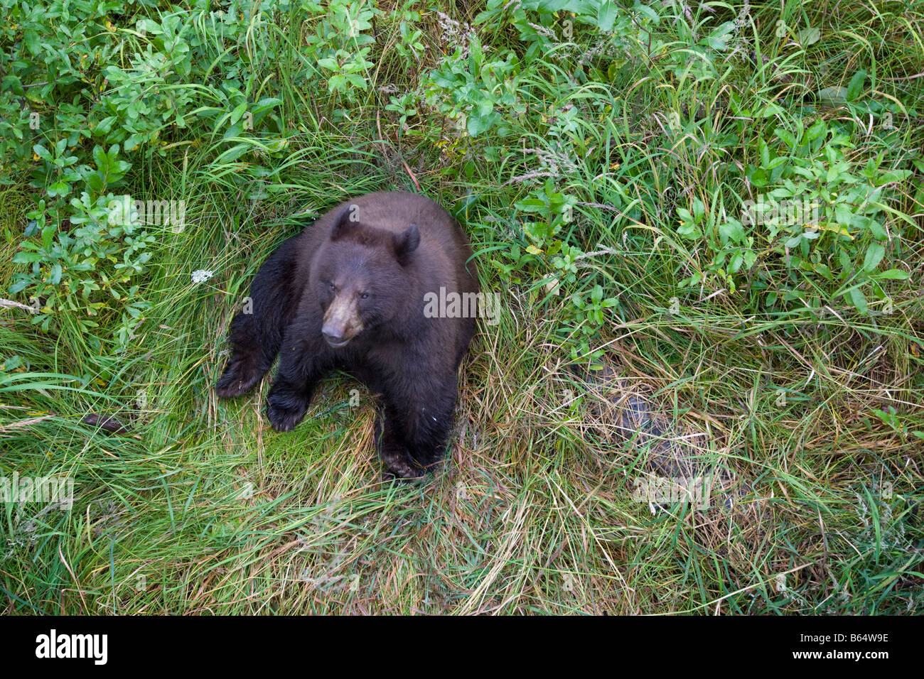 USA Alaska Juneau Overhead view of young Brown Grizzly Bear Ursus ...