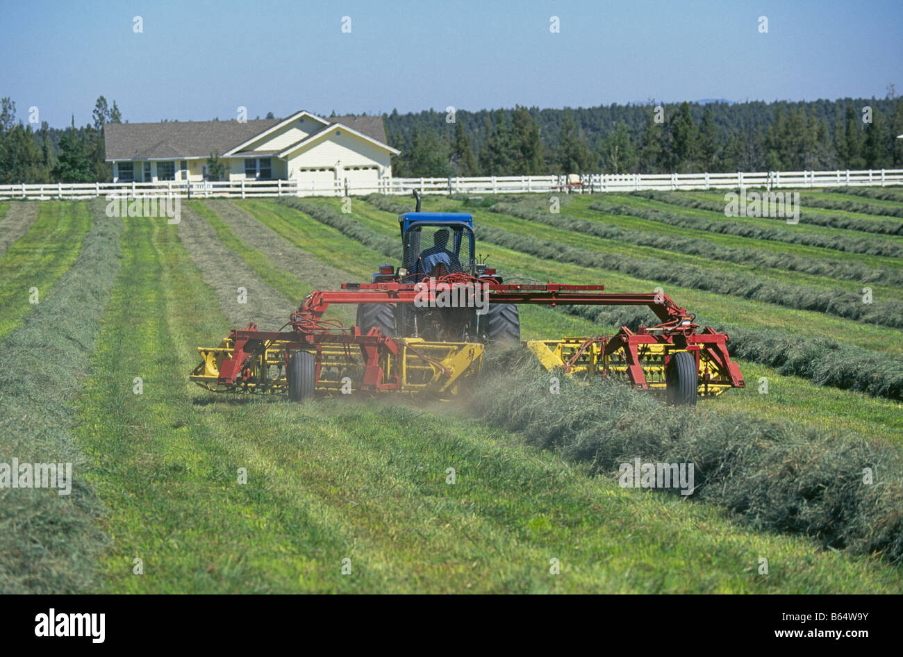 A farmer cuts and rakes a field of alfalfa hay with his tractor in ...