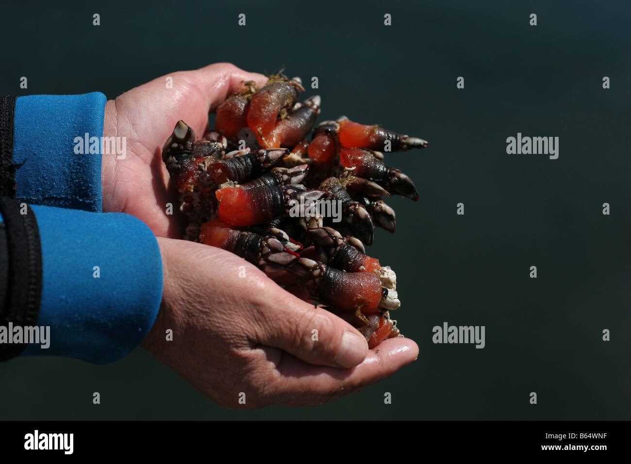 Come percebes hi-res stock photography and images - Alamy