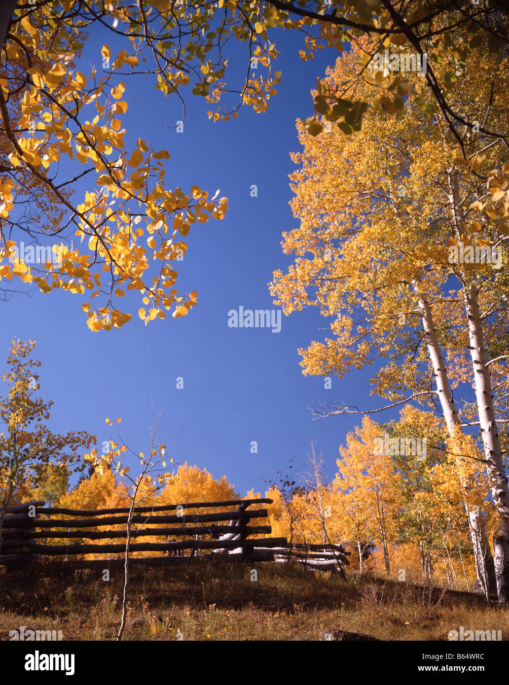 Aspen Trees with Wood Fence Stock Photo - Alamy