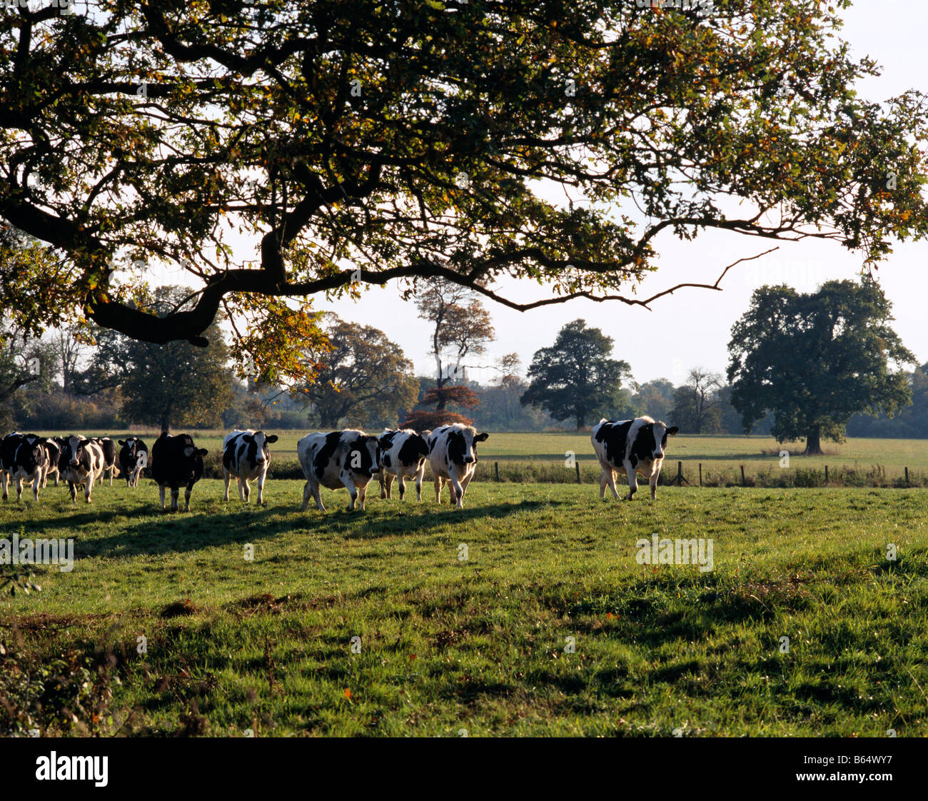 Bull and cows uk hi-res stock photography and images - Alamy