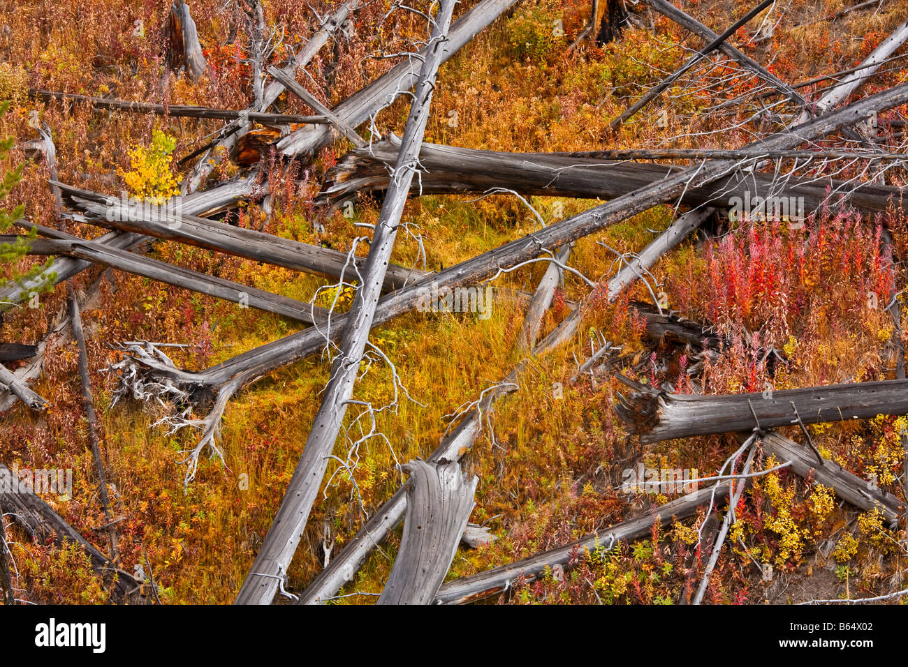Yellowstone National Park WY: Weathered windfall trees on the Blacktail ...