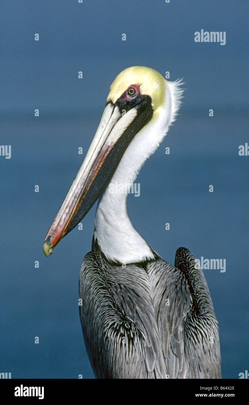 Portrait of a brown pelican Pelecanus occidentalis rare and endangered ...