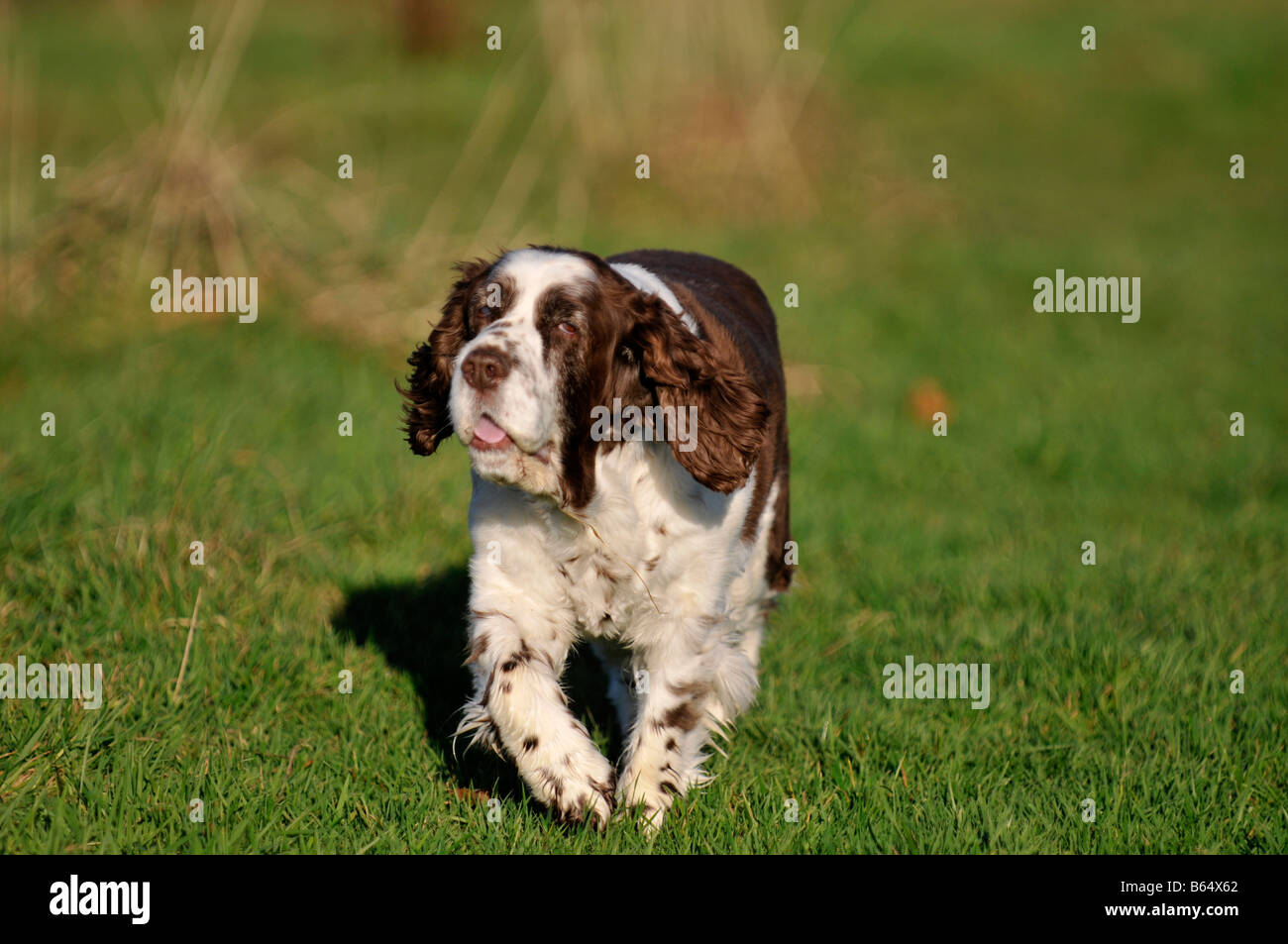 old springer spaniel running Stock Photo - Alamy