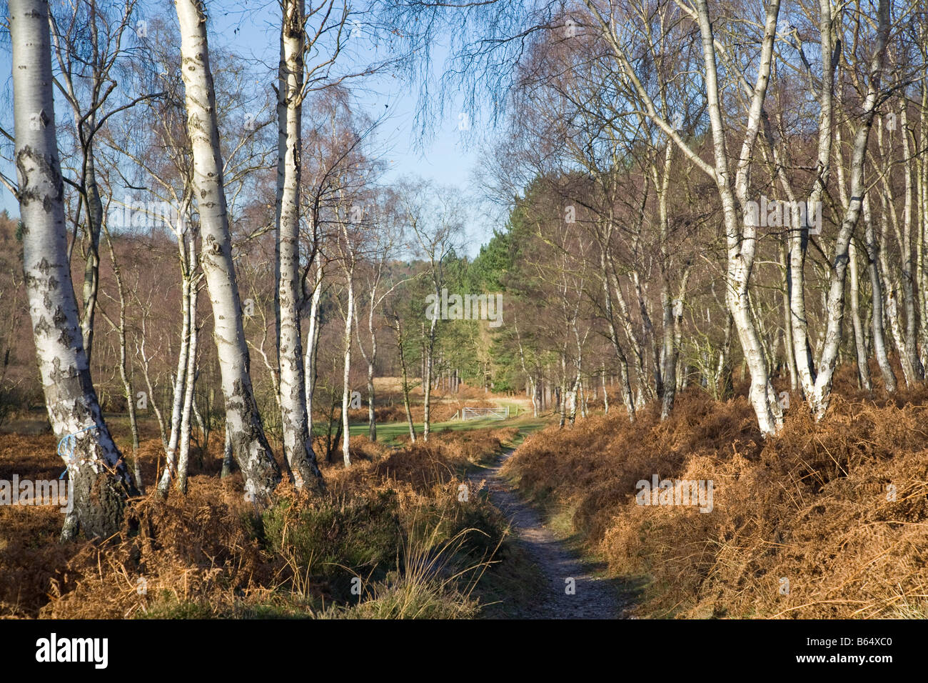 Pathway on Cannock Chase, Staffordshire lined by Birch trees Stock ...