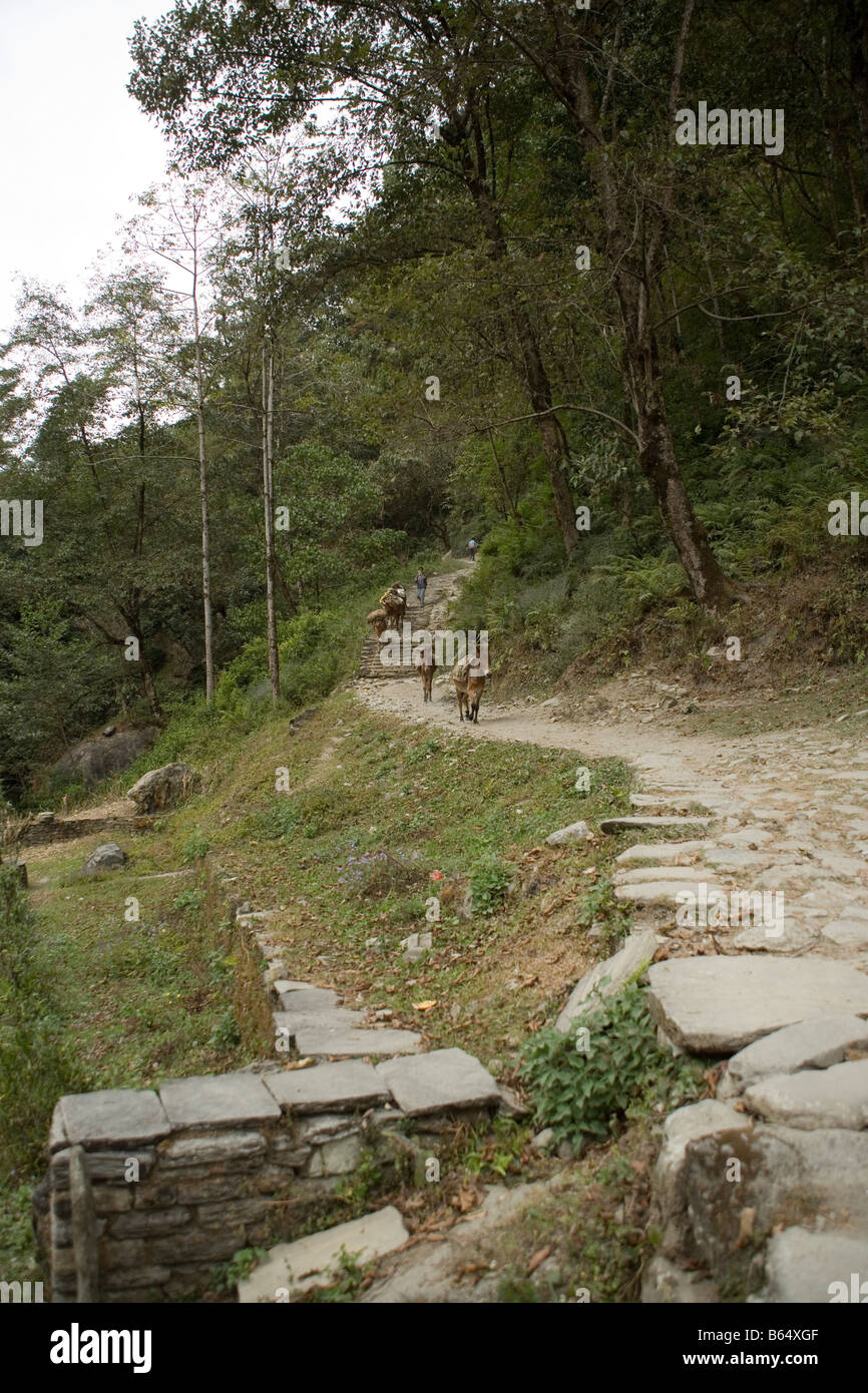 Mule train carrying goods in the Modi River valley in the Annapurna ...