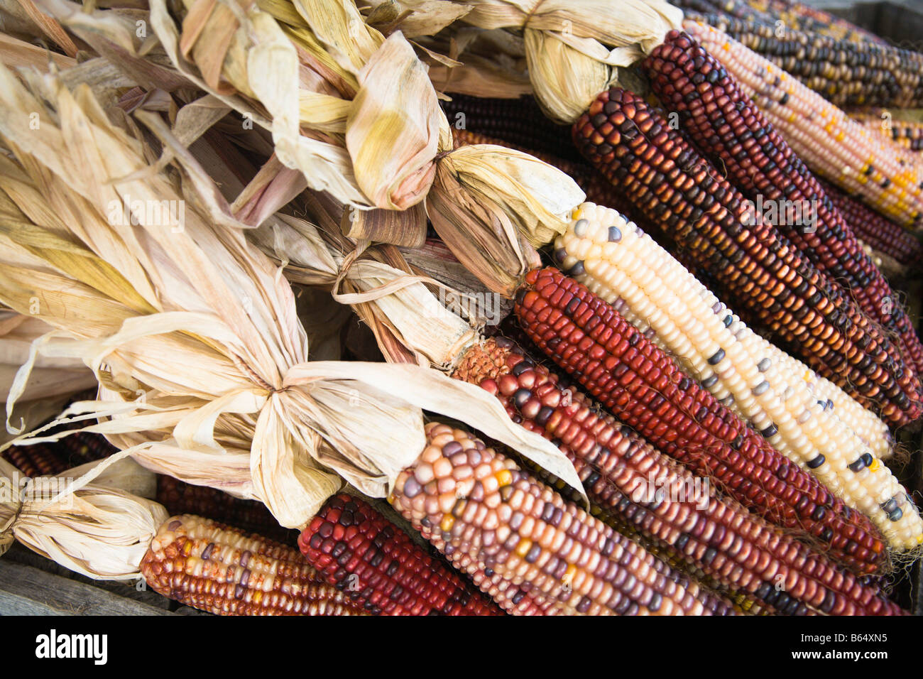 Indian corn on display at the 2008 Shenandoah Valley Hot Air Balloon ...