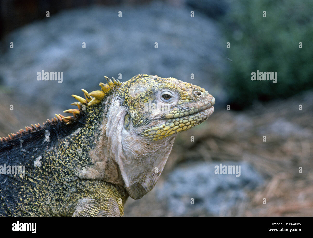 The Galapagos Land Iguana Conolophus subcristatus is a species of ...