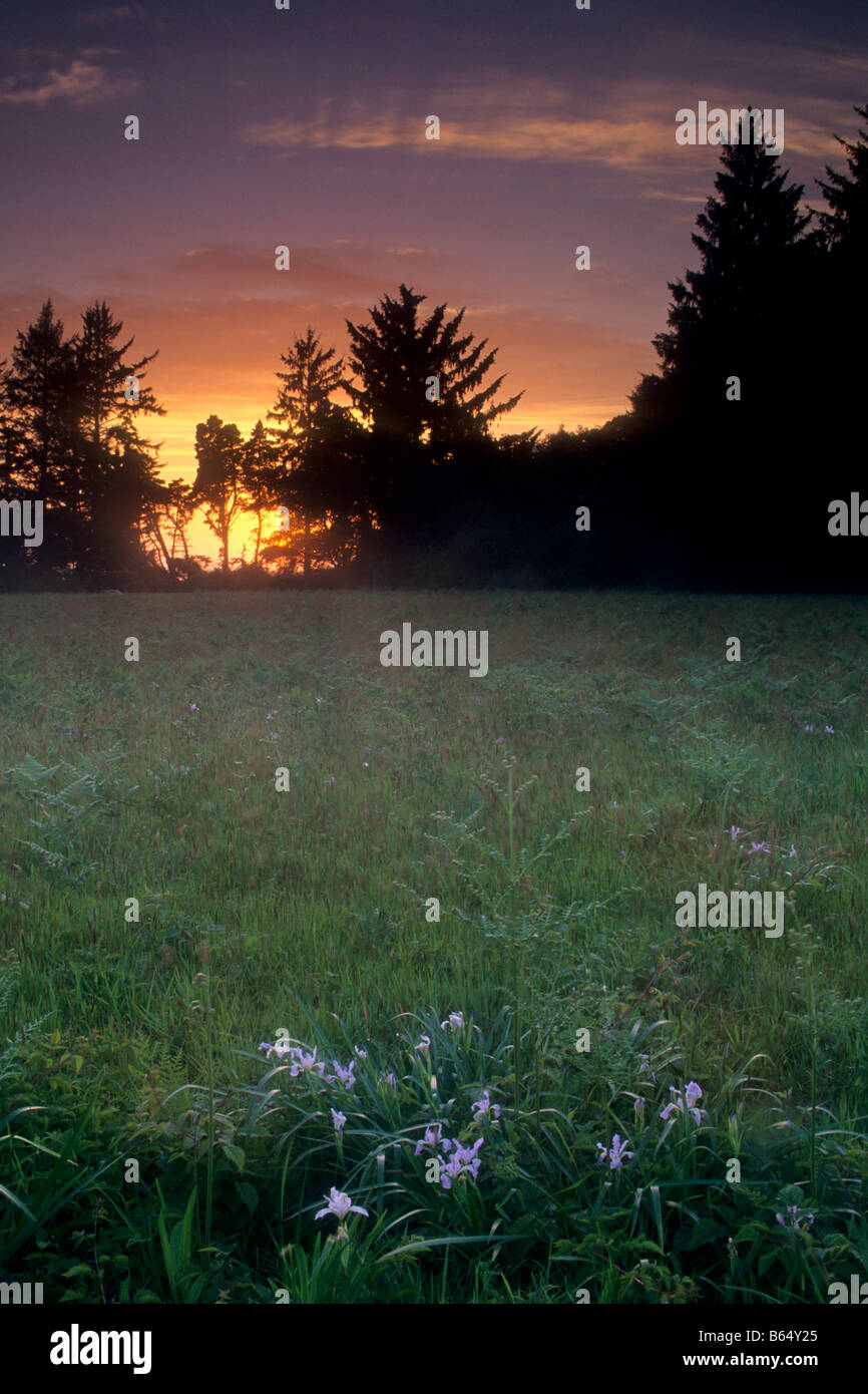 Sunset over open meadow Patricks Point State Park Trinidad Humboldt ...