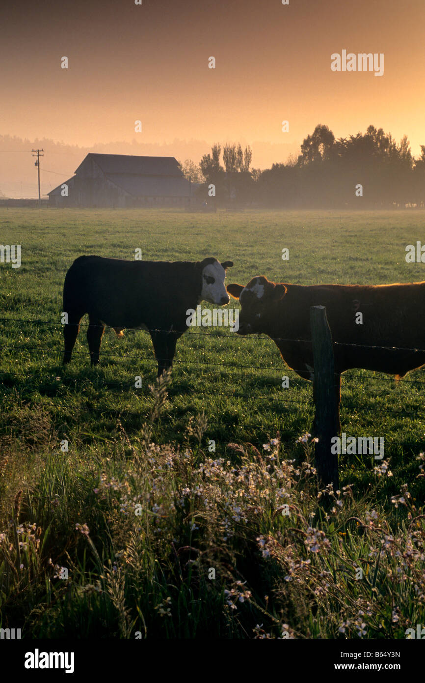 Two cows stand hi-res stock photography and images - Alamy
