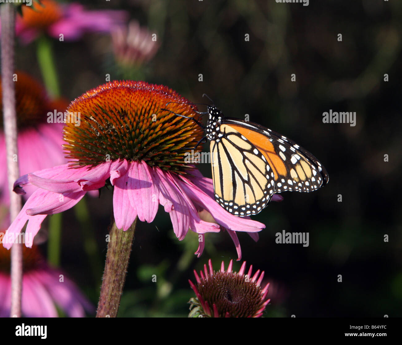 Monarch butterfly cone flowers hi-res stock photography and images - Alamy