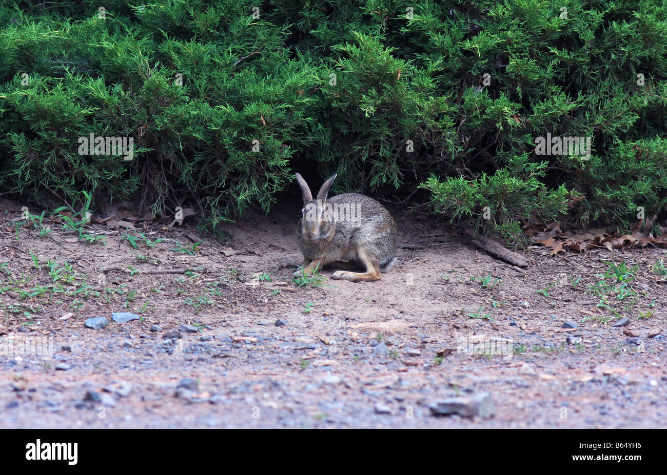Rabbit at den hi-res stock photography and images - Alamy