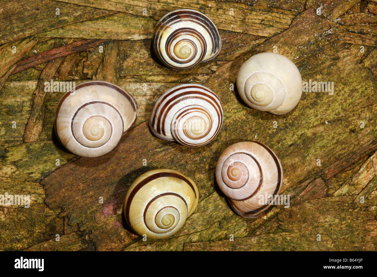 Cepaea nemoralis hi-res stock photography and images - Alamy