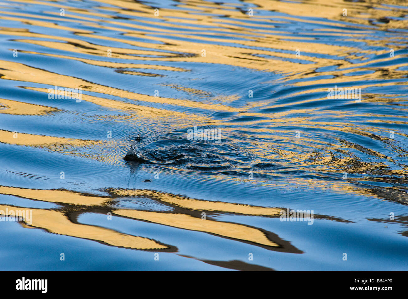 Ripple in water ripples Stock Photo - Alamy