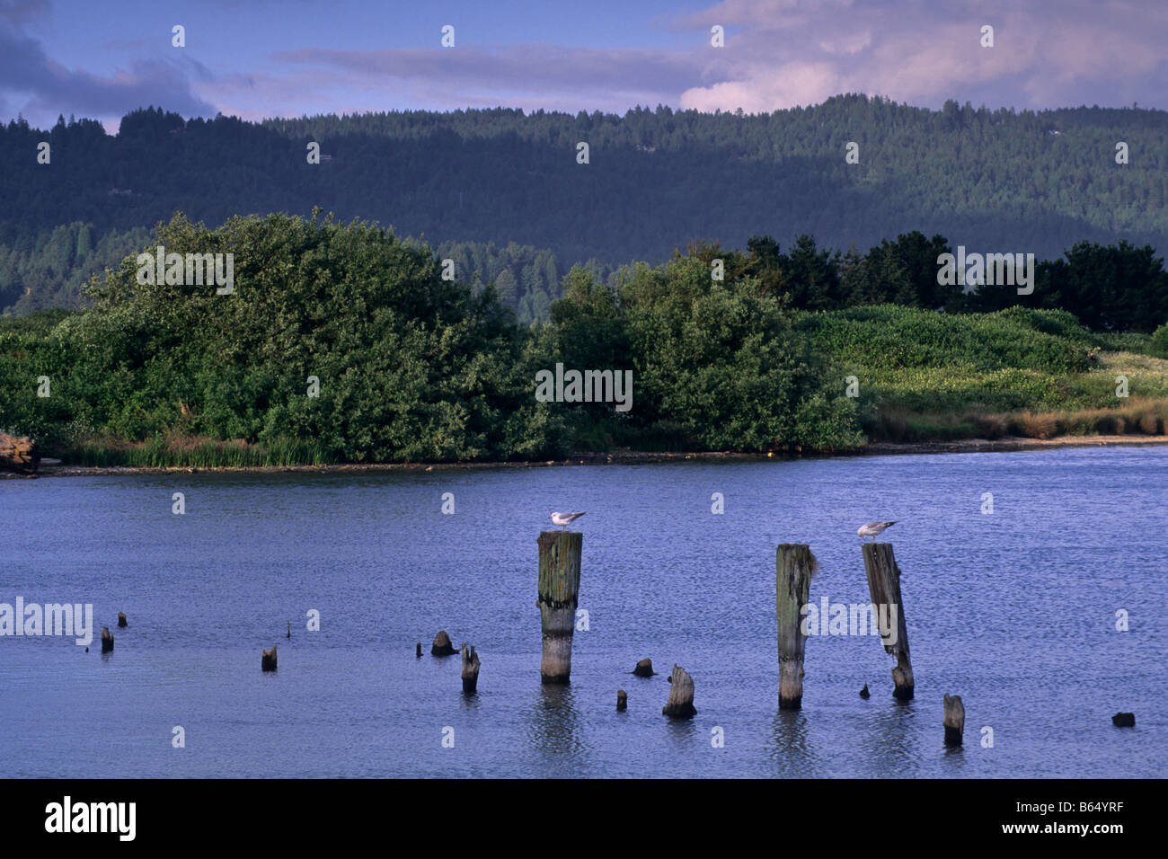 Freshwater marsh ecosystem hi-res stock photography and images - Alamy