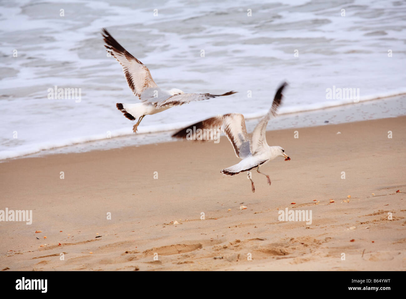 Seagulls fly over the shore break Stock Photo - Alamy