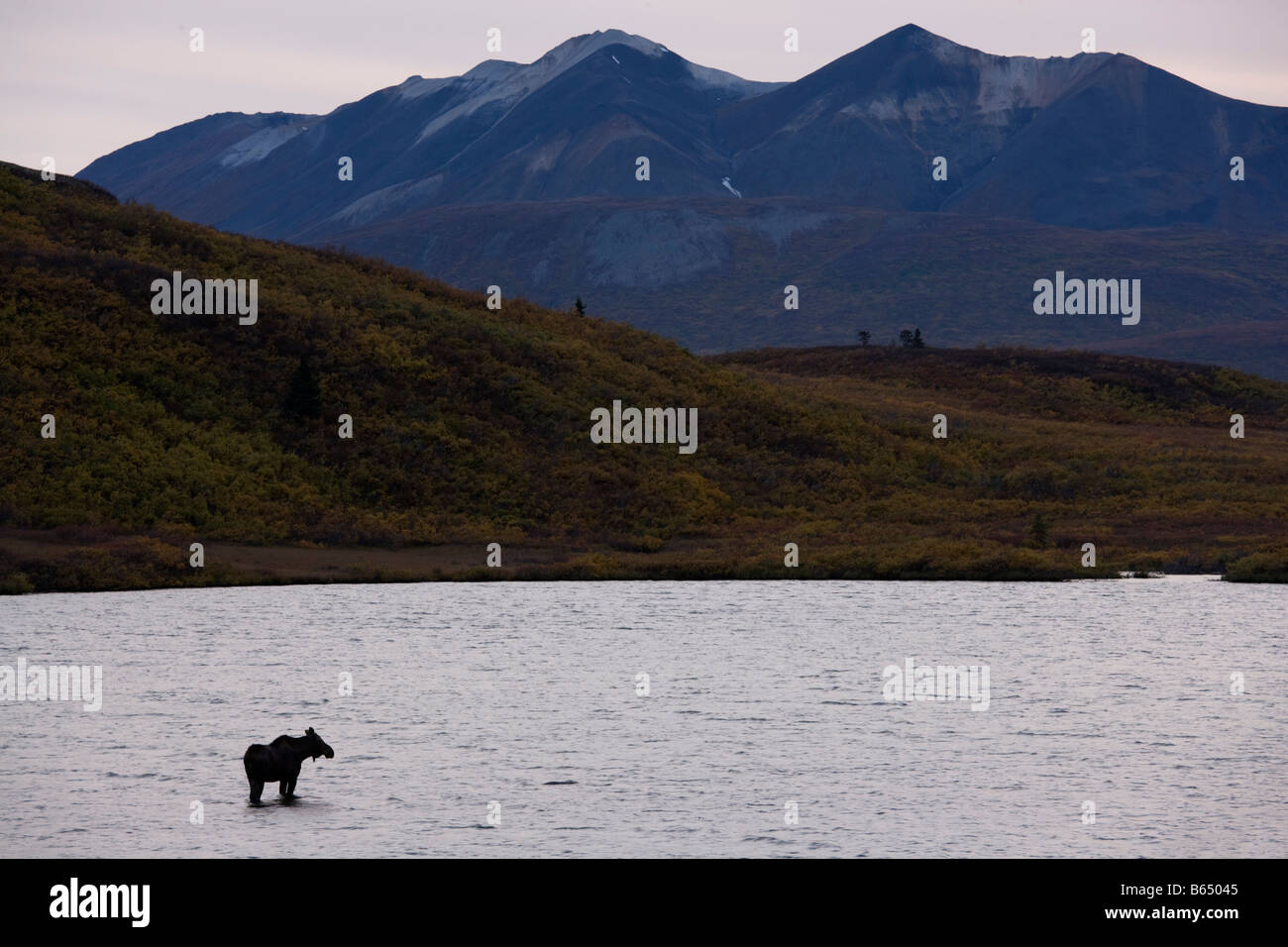 Canada Yukon Territory Moose Alces alces standing in alpine lake in ...