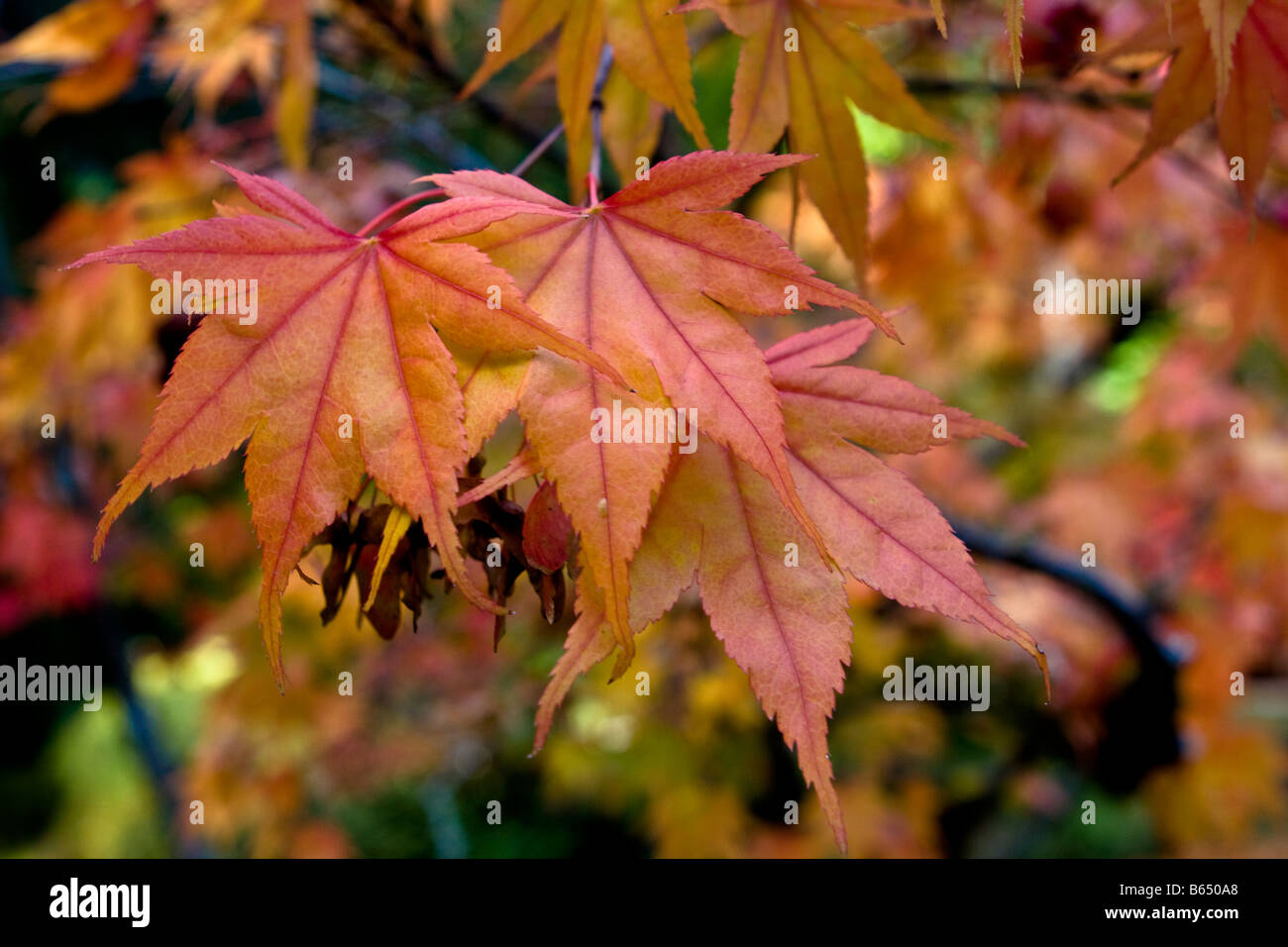 Changing leaves on a japanese maple in autumn Stock Photo - Alamy