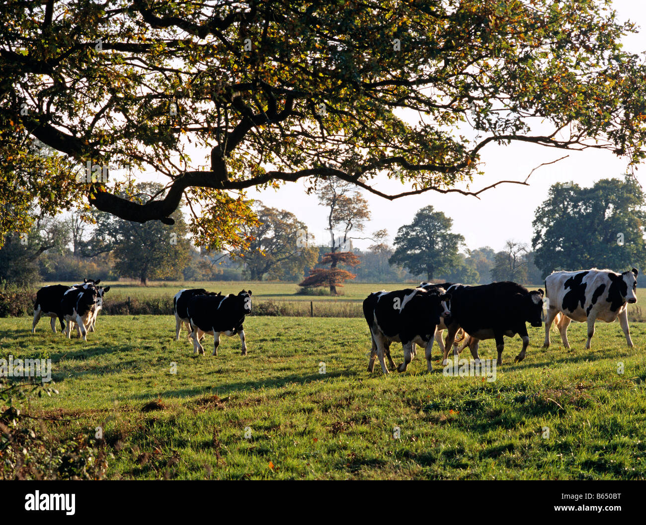 Sussex dairy farming hi-res stock photography and images - Alamy