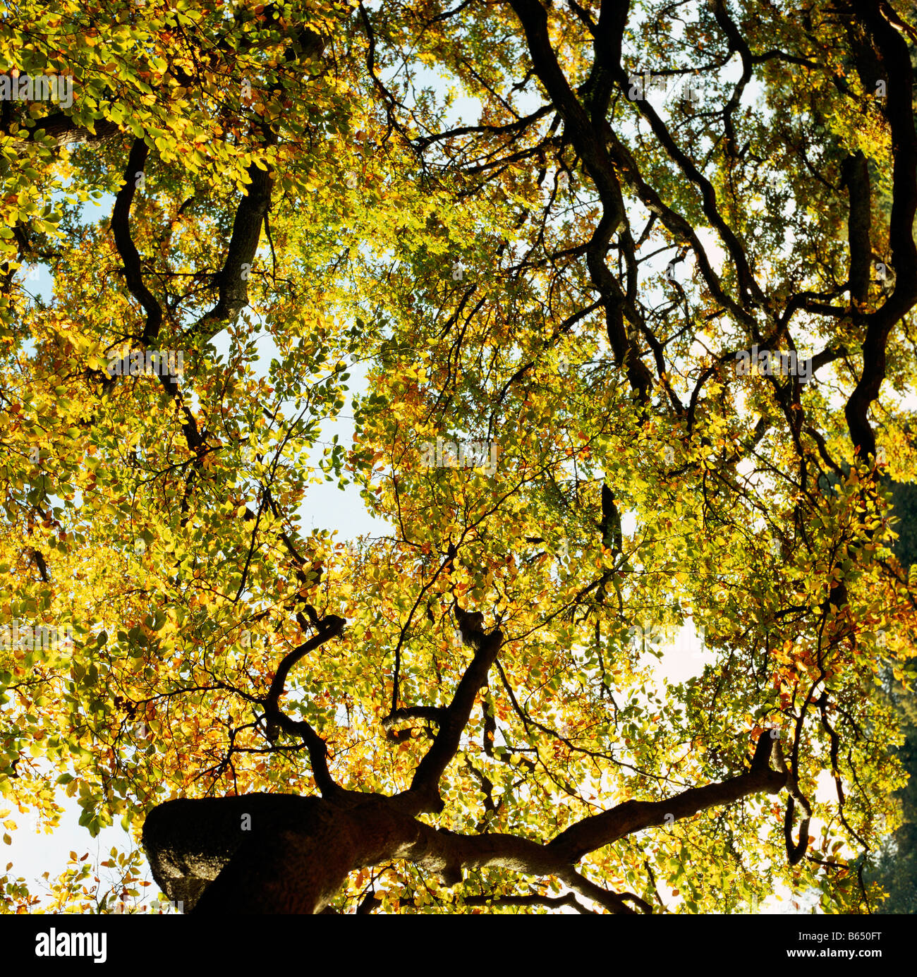 Surrey ancient woodland hi-res stock photography and images - Alamy