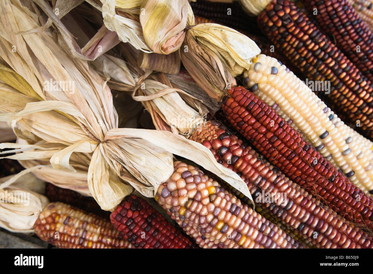 Indian corn display hi-res stock photography and images - Alamy