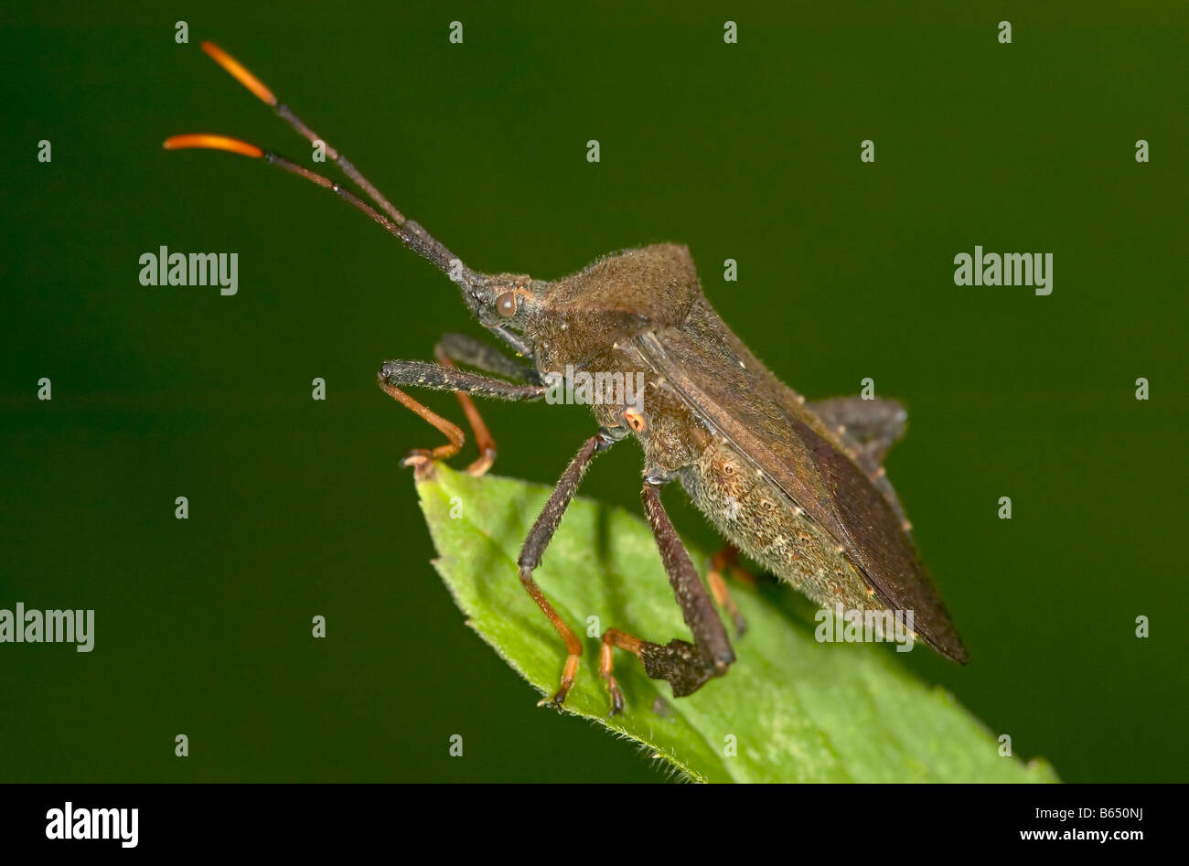 Leaffooted Bug (Acanthocephala terminalis) standing on a leaf Stock ...