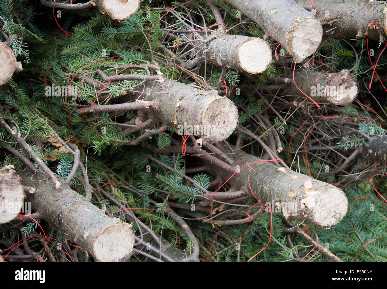 Pile of Christmas trees Stock Photo - Alamy