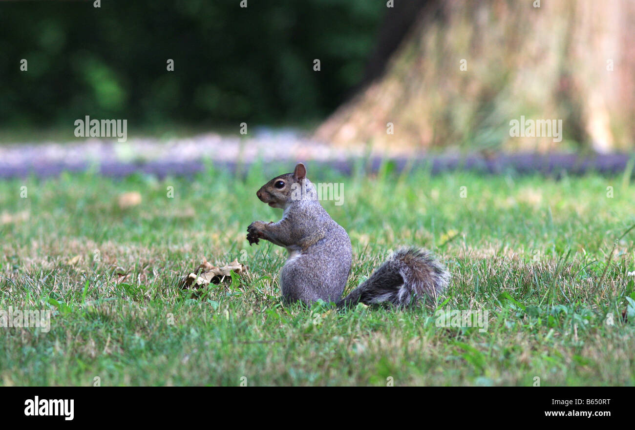 North american grey squirrel hi-res stock photography and images - Alamy
