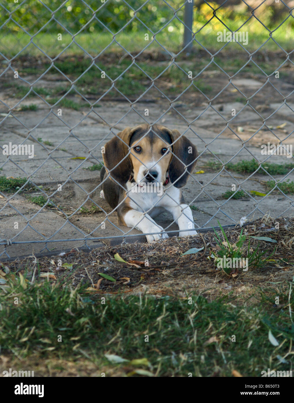 A beagle pup laying in its kennel Stock Photo - Alamy