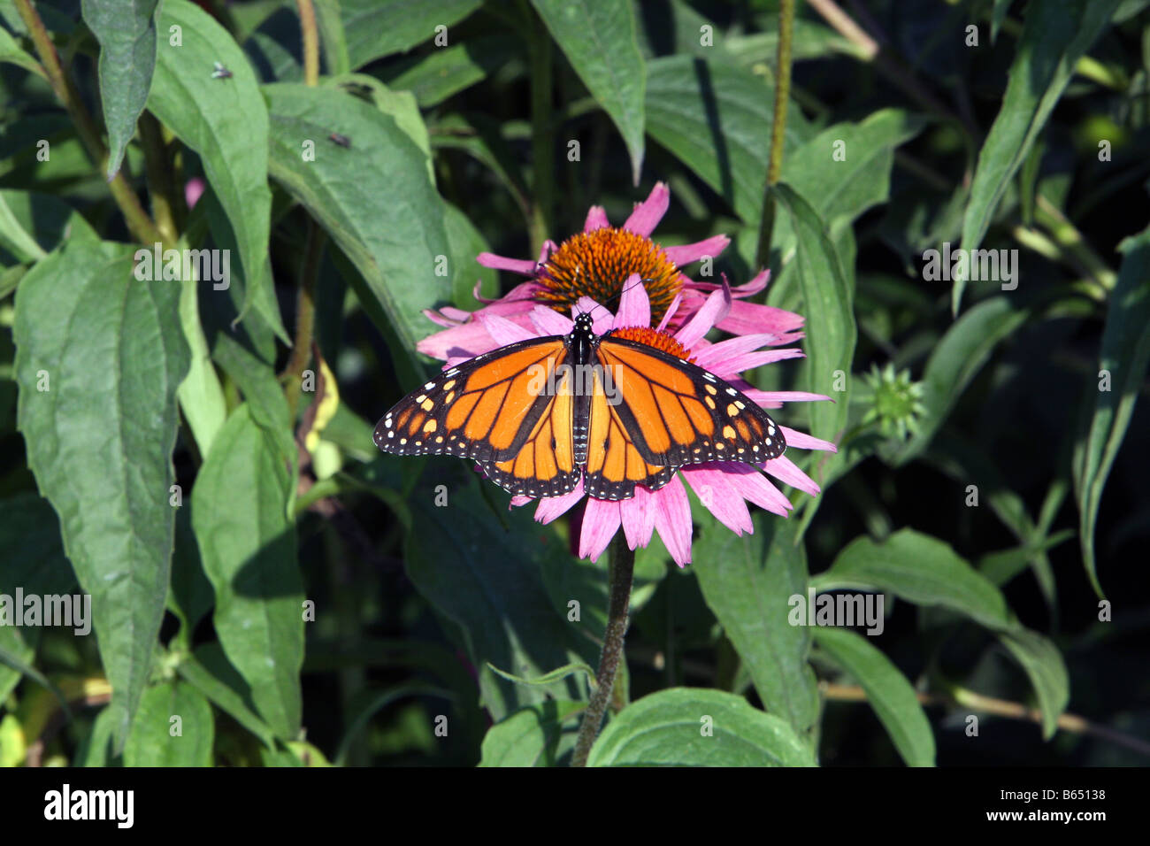 Monarch butterfly cone flowers hi-res stock photography and images - Alamy