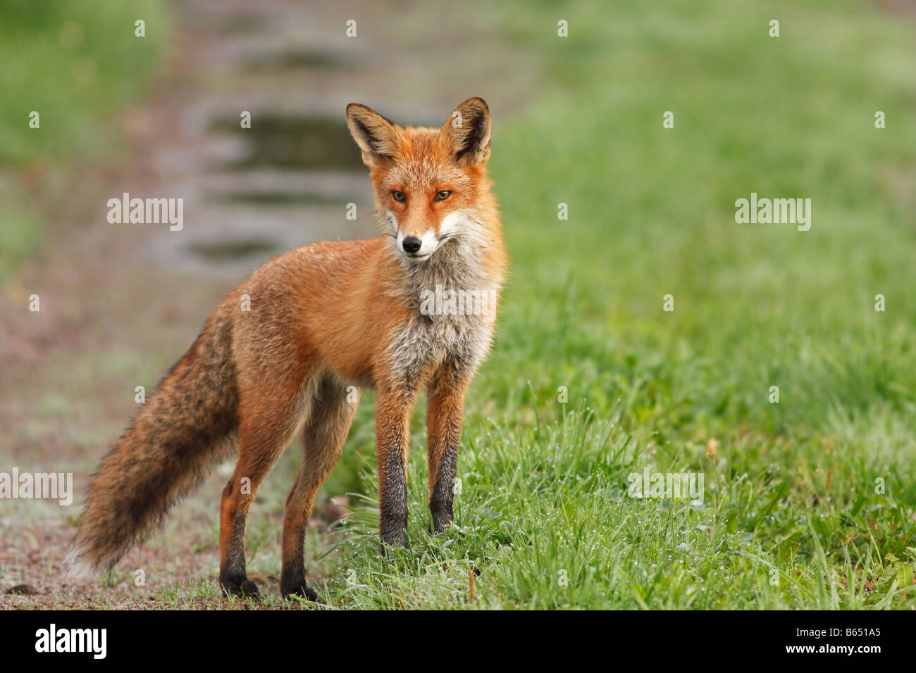 Red fox europe hi-res stock photography and images - Alamy