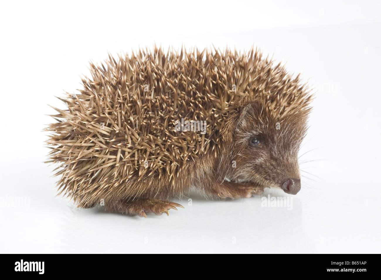 Young hedgehog in front of a white background Stock Photo - Alamy