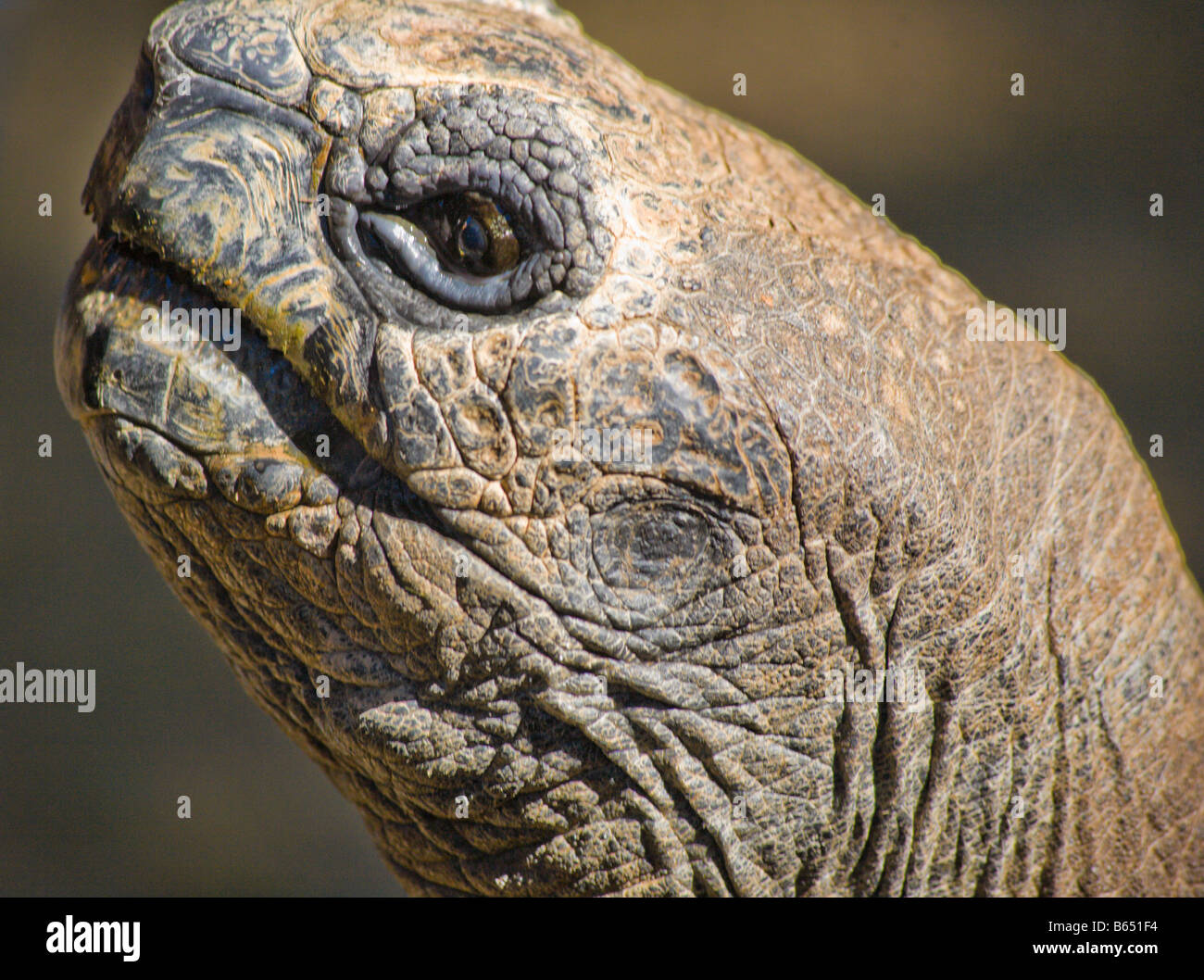 Washington zoo turtle hi-res stock photography and images - Alamy