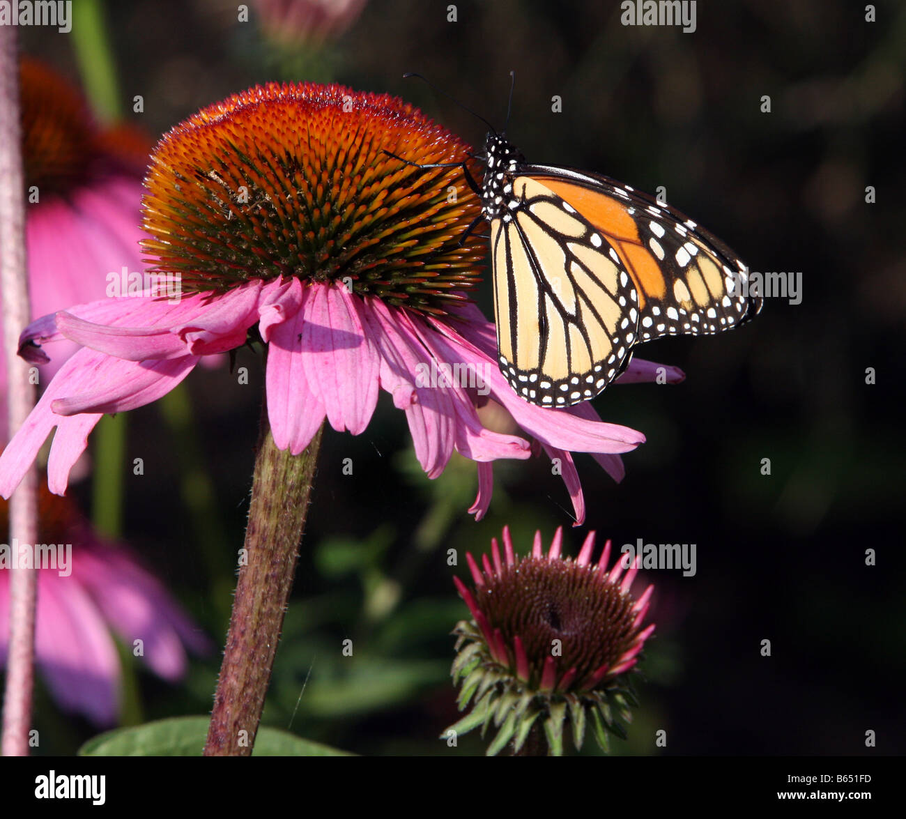 Monarch butterfly cone flowers hi-res stock photography and images - Alamy
