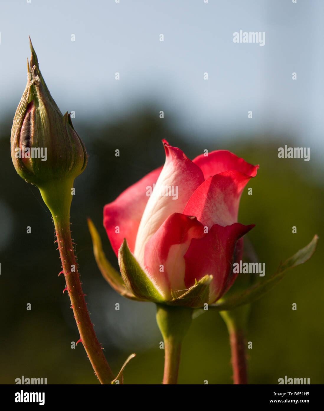 A opened rose with a rose bud Stock Photo - Alamy