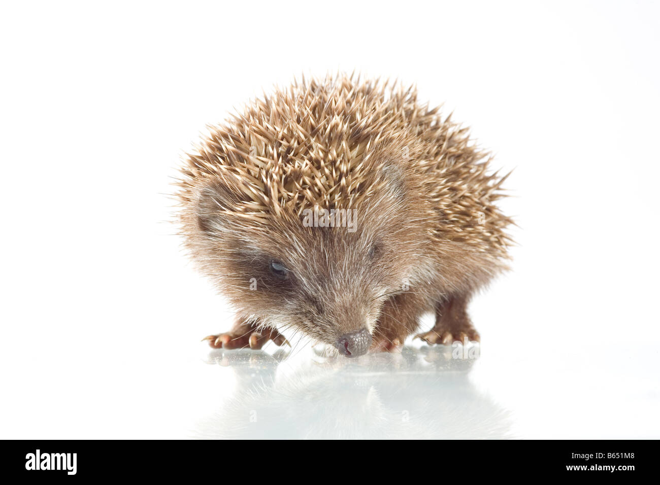 Young hedgehog in front of a white background Stock Photo - Alamy