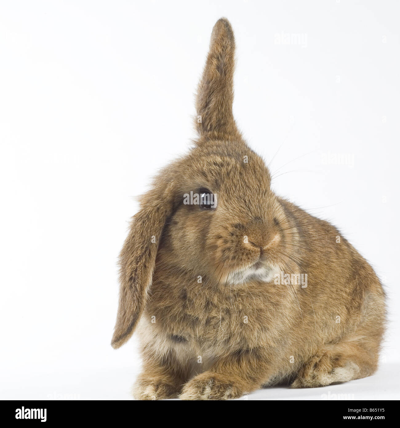 brown bunny, isolated on white background Stock Photo - Alamy