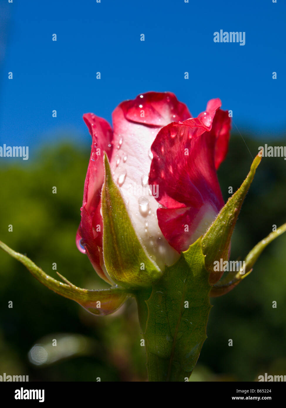Red rose with blue sky Stock Photo - Alamy