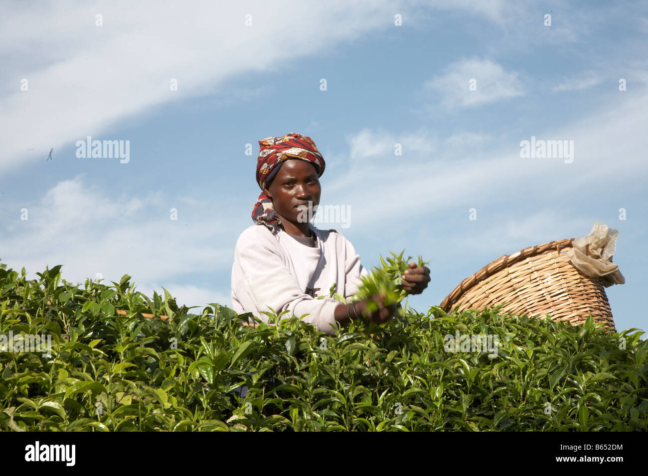 Lady picking Tea in Kenya Stock Photo - Alamy