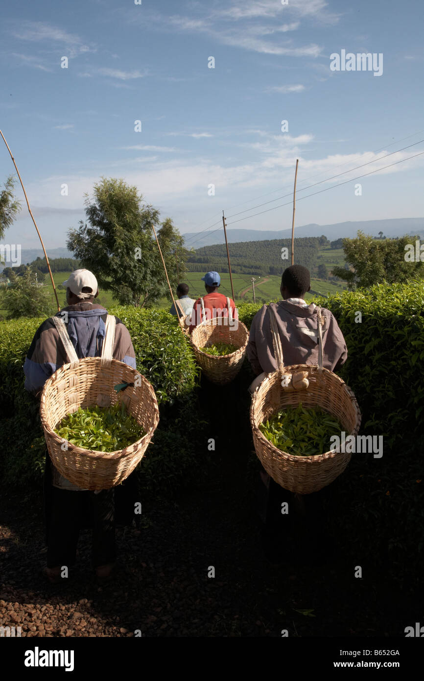 Tea Pickers in kenya Stock Photo - Alamy