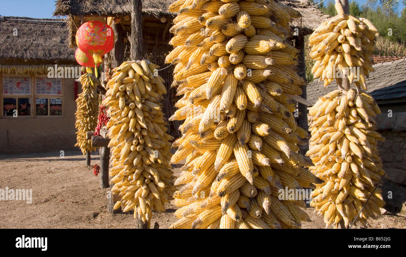 China autumn hanging corn hi-res stock photography and images - Alamy