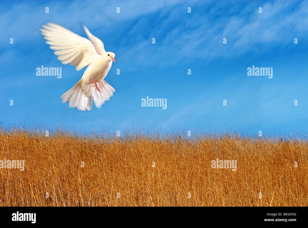 White dove flying hi-res stock photography and images - Alamy