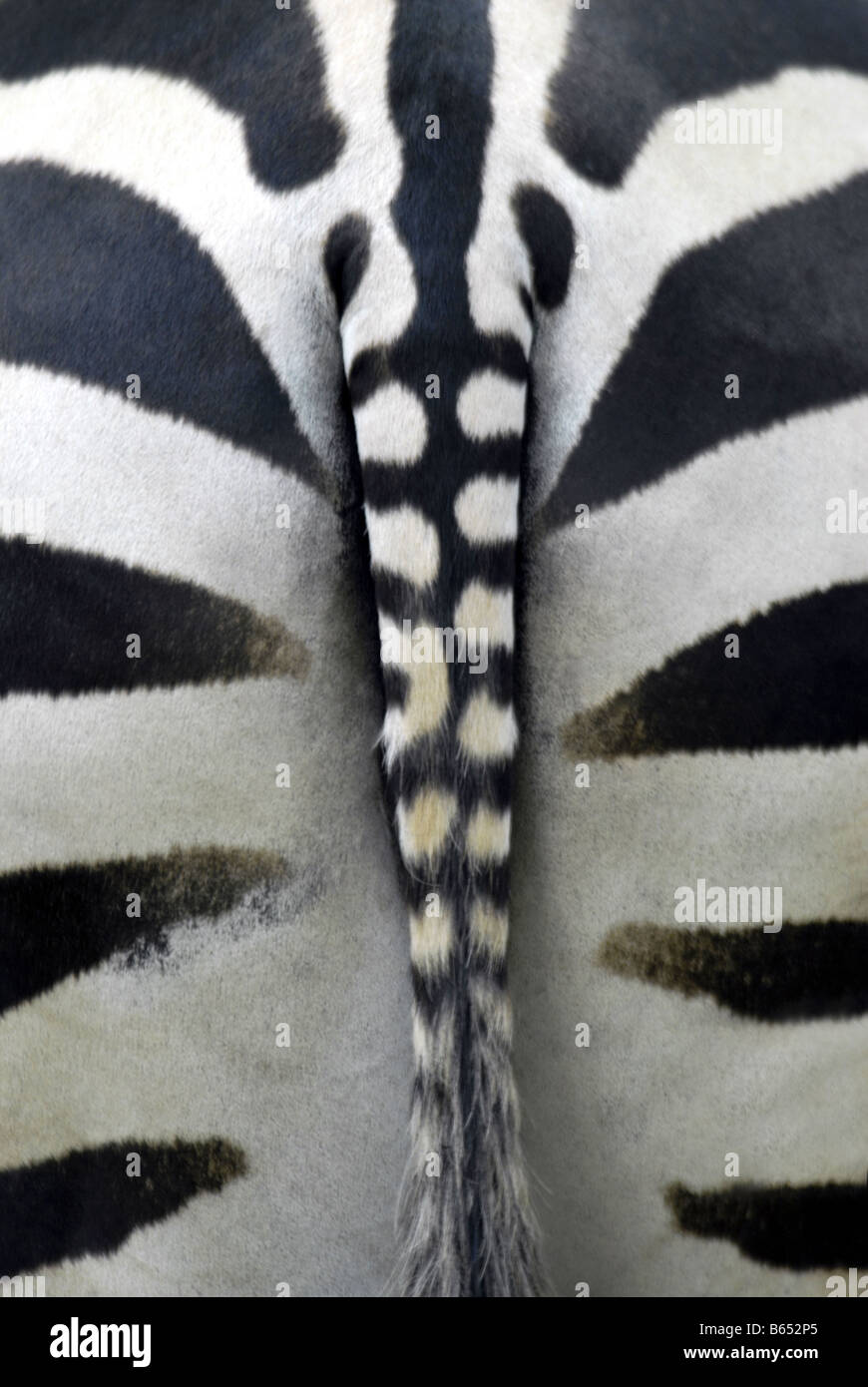 Rear end of zebra hi-res stock photography and images - Alamy